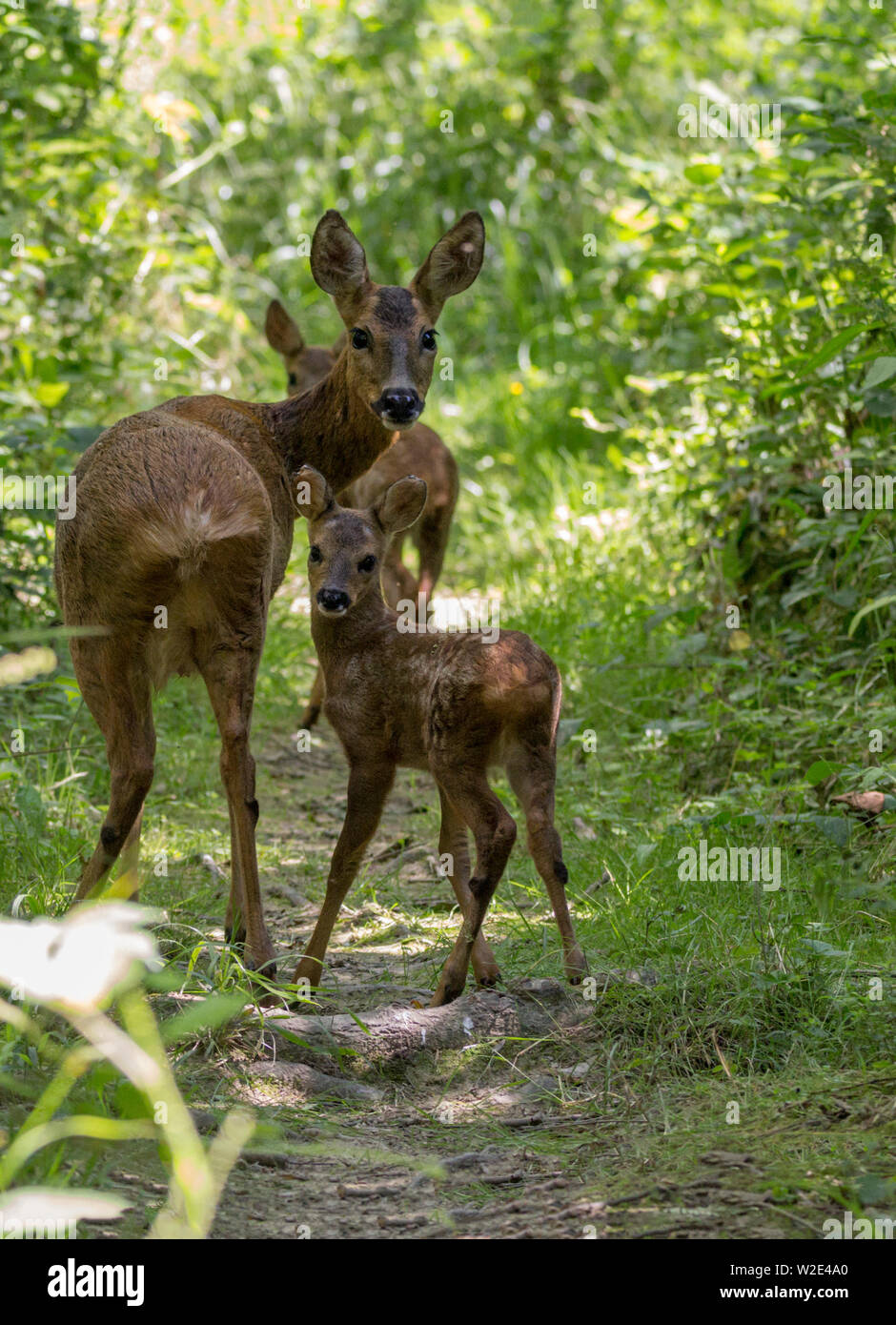 Roe deer (Capreolus capreolus) one of two native deer to UK. Doe female ...