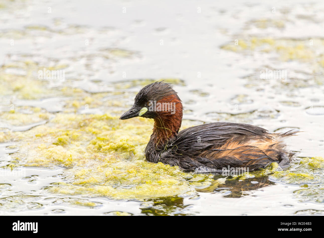 Little grebe (Tachybaptus ruficollis) small dumpy diving bird small ...