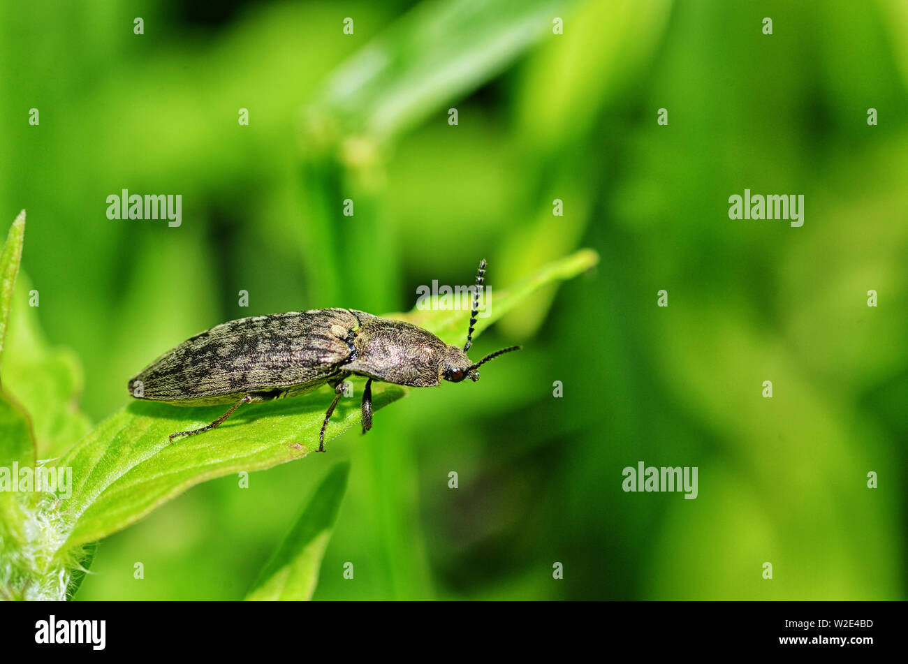 Beetle crawling on a stalk of grass .Insects are very active during the ...