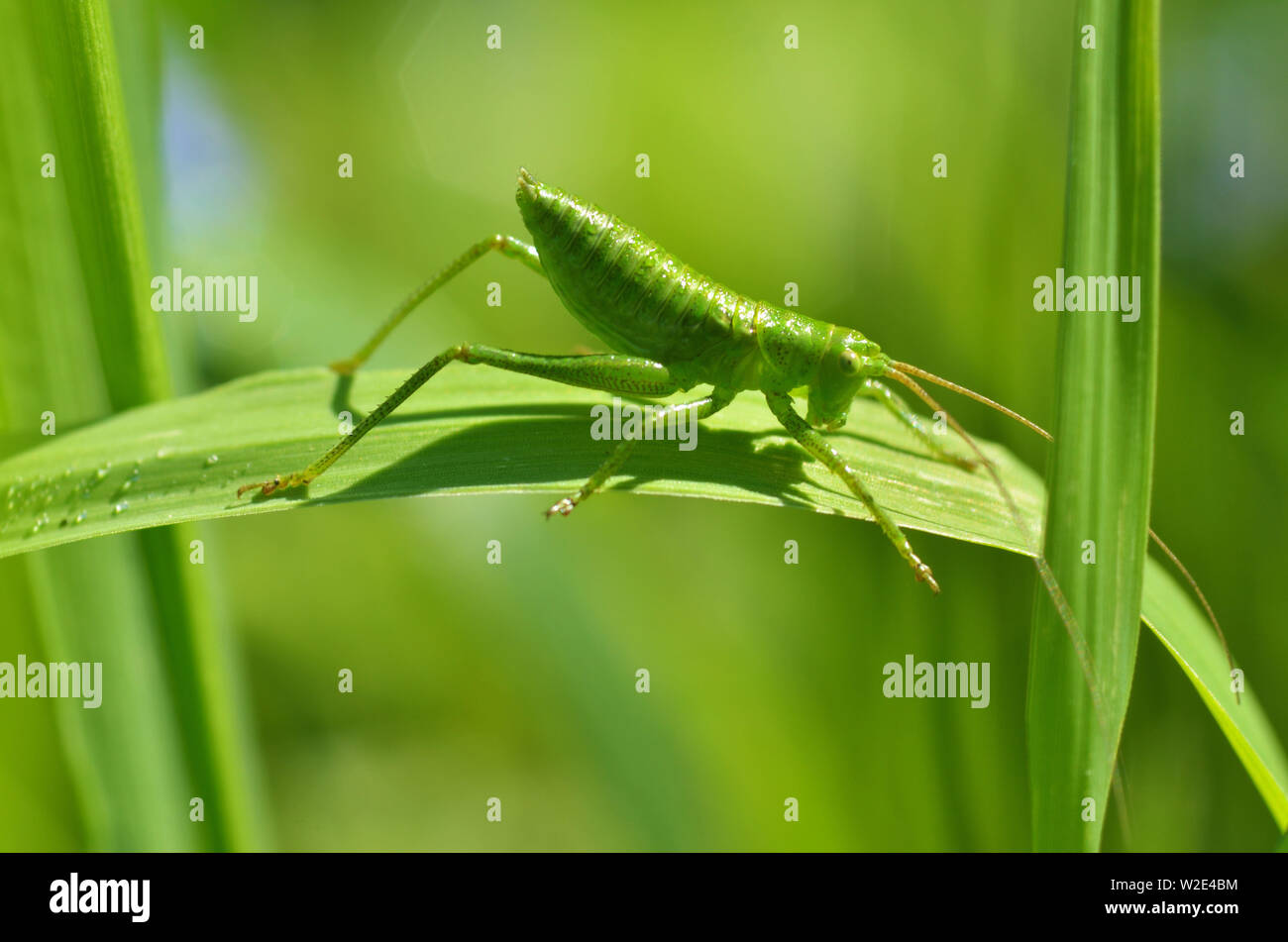 The insect is invisible among the plants Stock Photo - Alamy