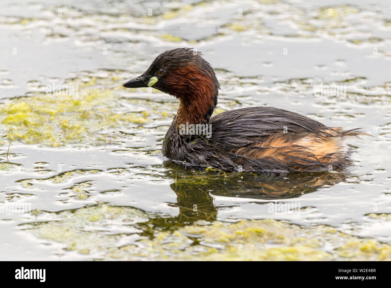 Little grebe (Tachybaptus ruficollis) small dumpy diving bird small ...