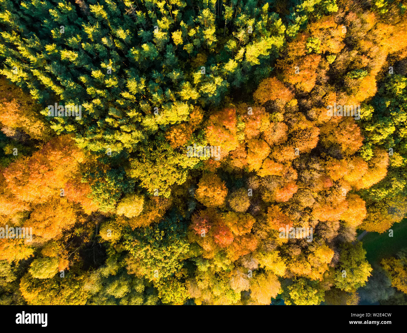 Aerial top down view of autumn forest with green and yellow trees ...