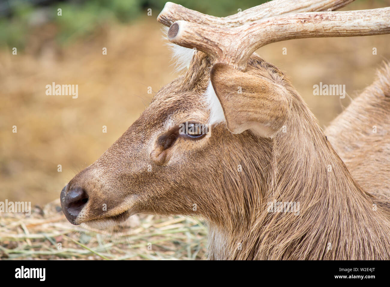 Wildlife of deer in nature on daytime Stock Photo - Alamy