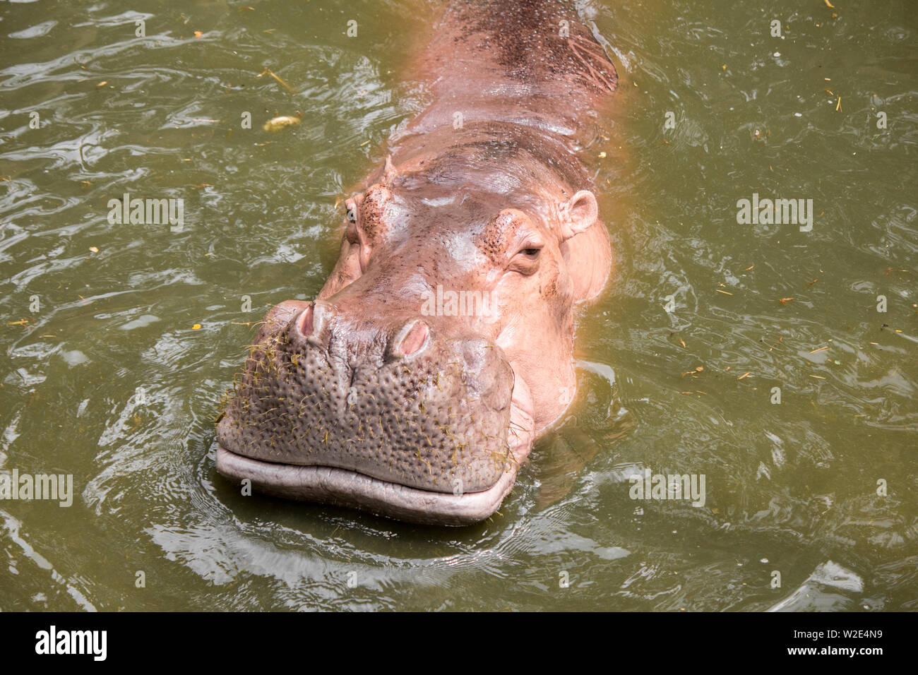 Hippopotamus floating in the water during the summer day Stock Photo ...
