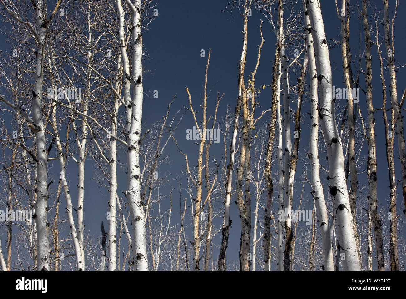 Silver Birch Trees In Group High Resolution Stock Photography and ...