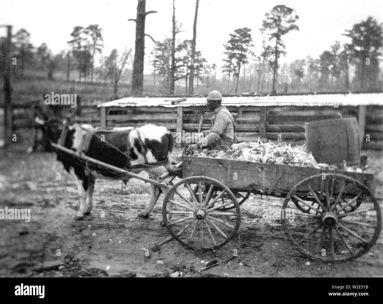 Farm wagon, driven by an African American man, Reed Camp, South ...