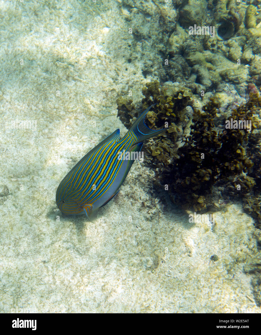 Marine algae great barrier reef hi-res stock photography and images - Alamy