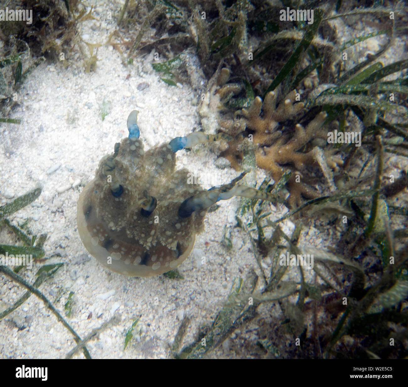 A small jelly fish in the sea of Togian islands, Indonesia Stock Photo ...