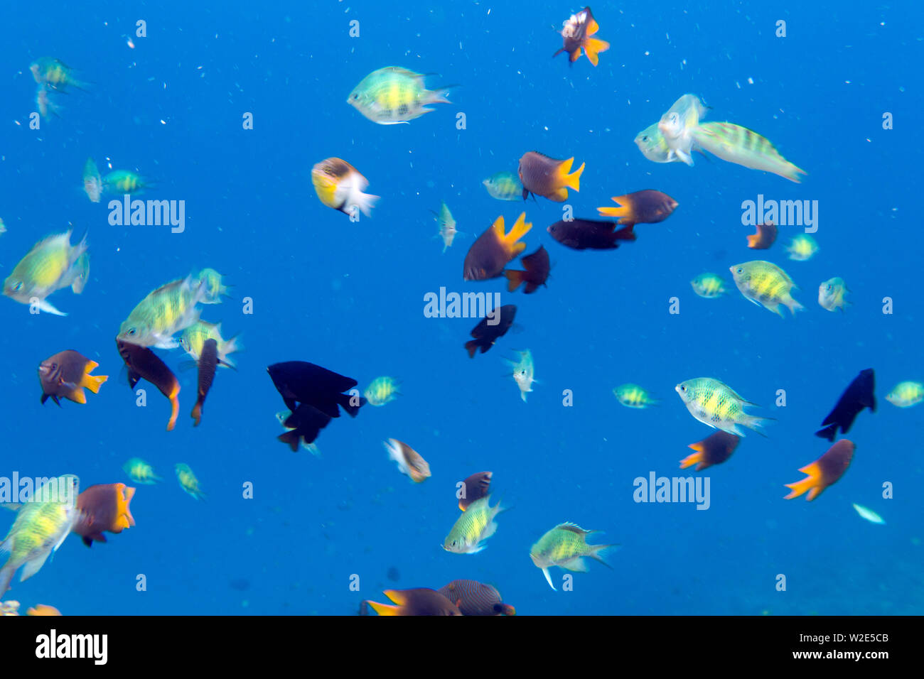 Many colorful tropical fishes in Indonesia Stock Photo - Alamy