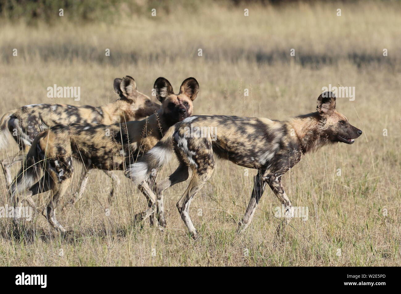 Painteddog hi-res stock photography and images - Alamy