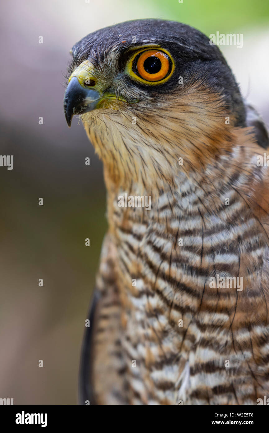 Angry sparrow hi-res stock photography and images - Alamy