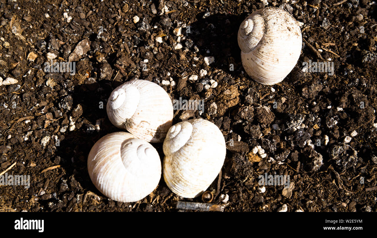Snail texture hi-res stock photography and images - Alamy