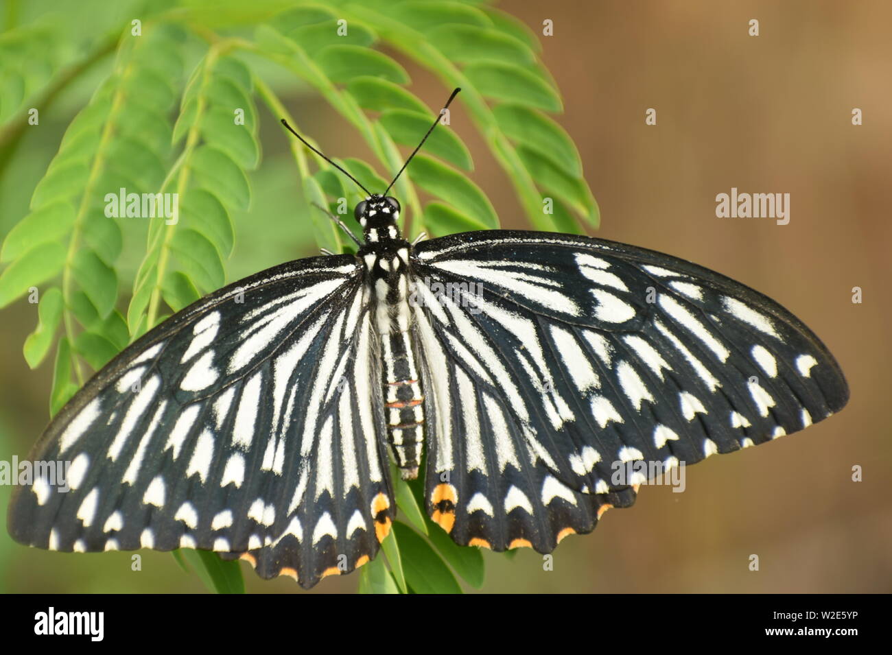beautiful common mime ( papilio clytia ) butterfly Stock Photo - Alamy