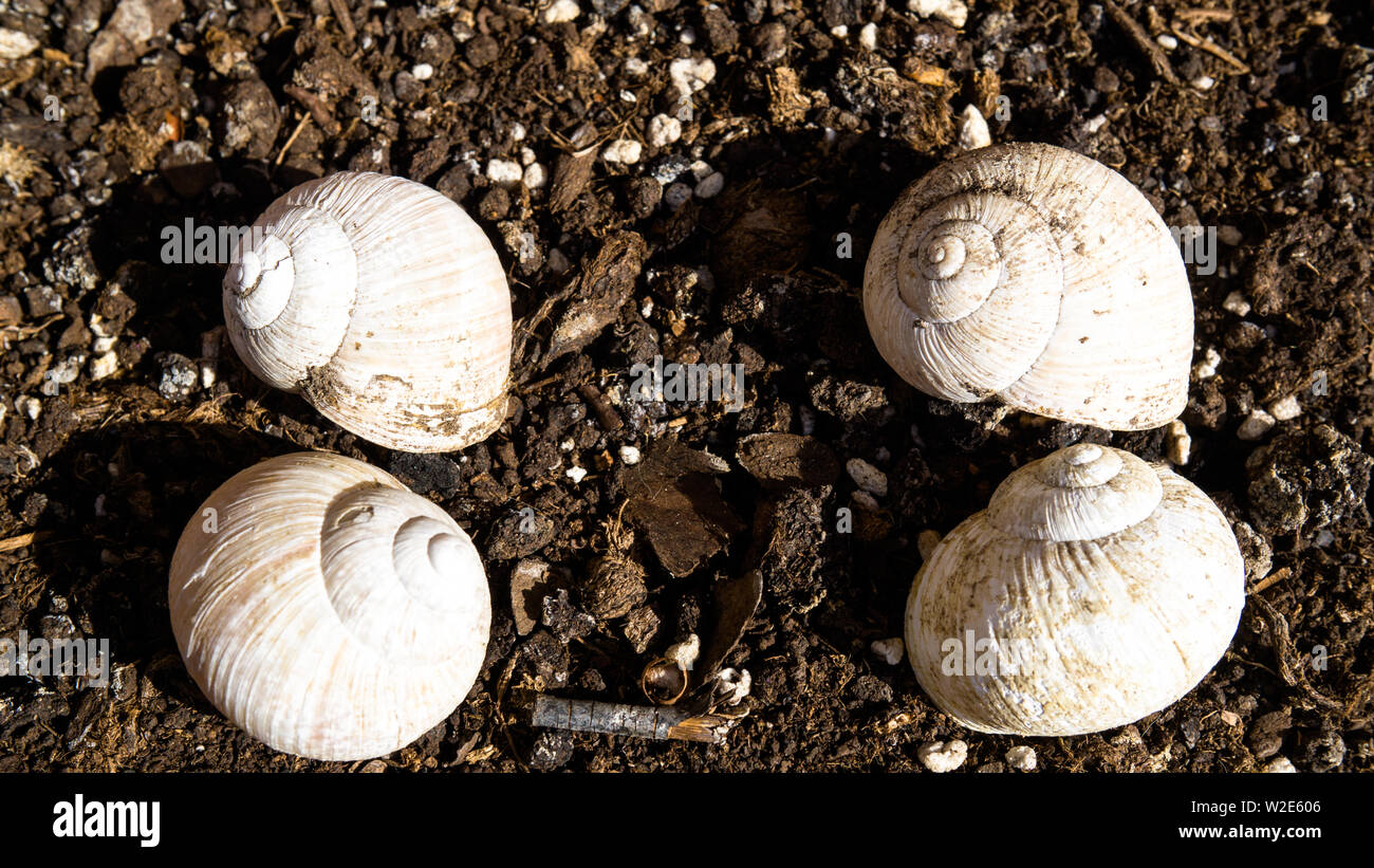 empty snail shells Stock Photo - Alamy