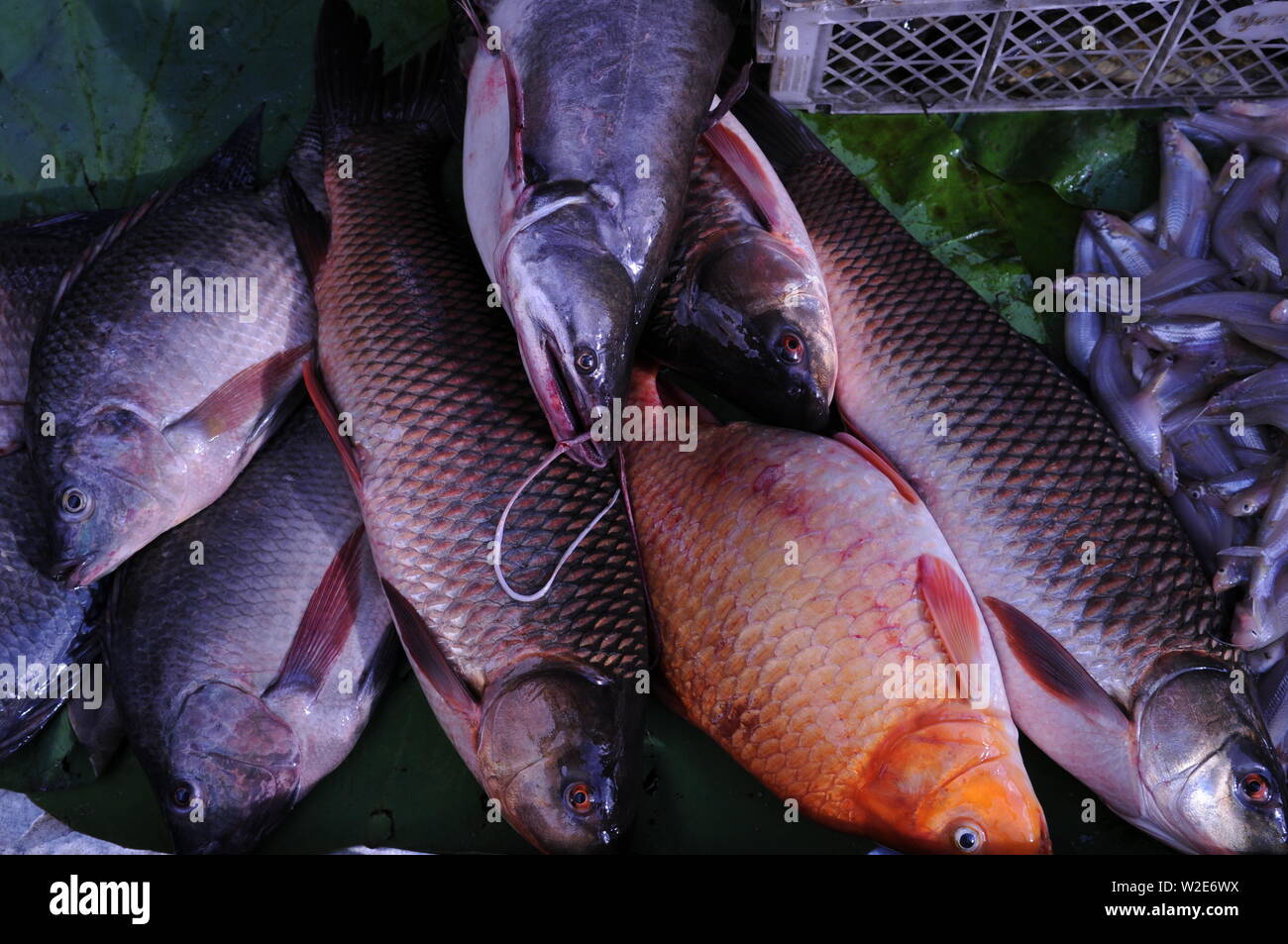 colorful fresh fish for sale at the Russian Market, Phnom Penh ...