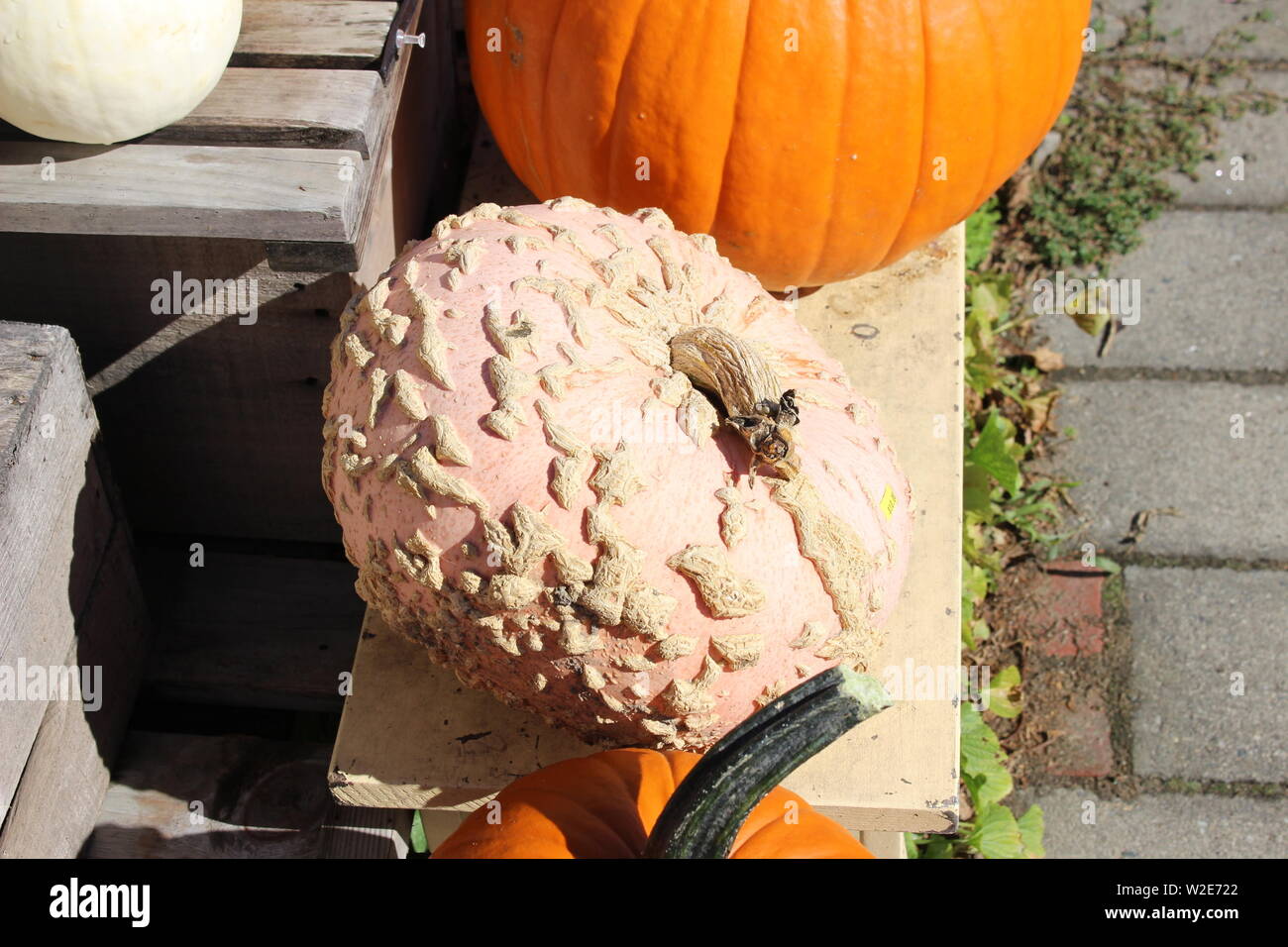 Special Pumpkin Gourds Stock Photo - Alamy
