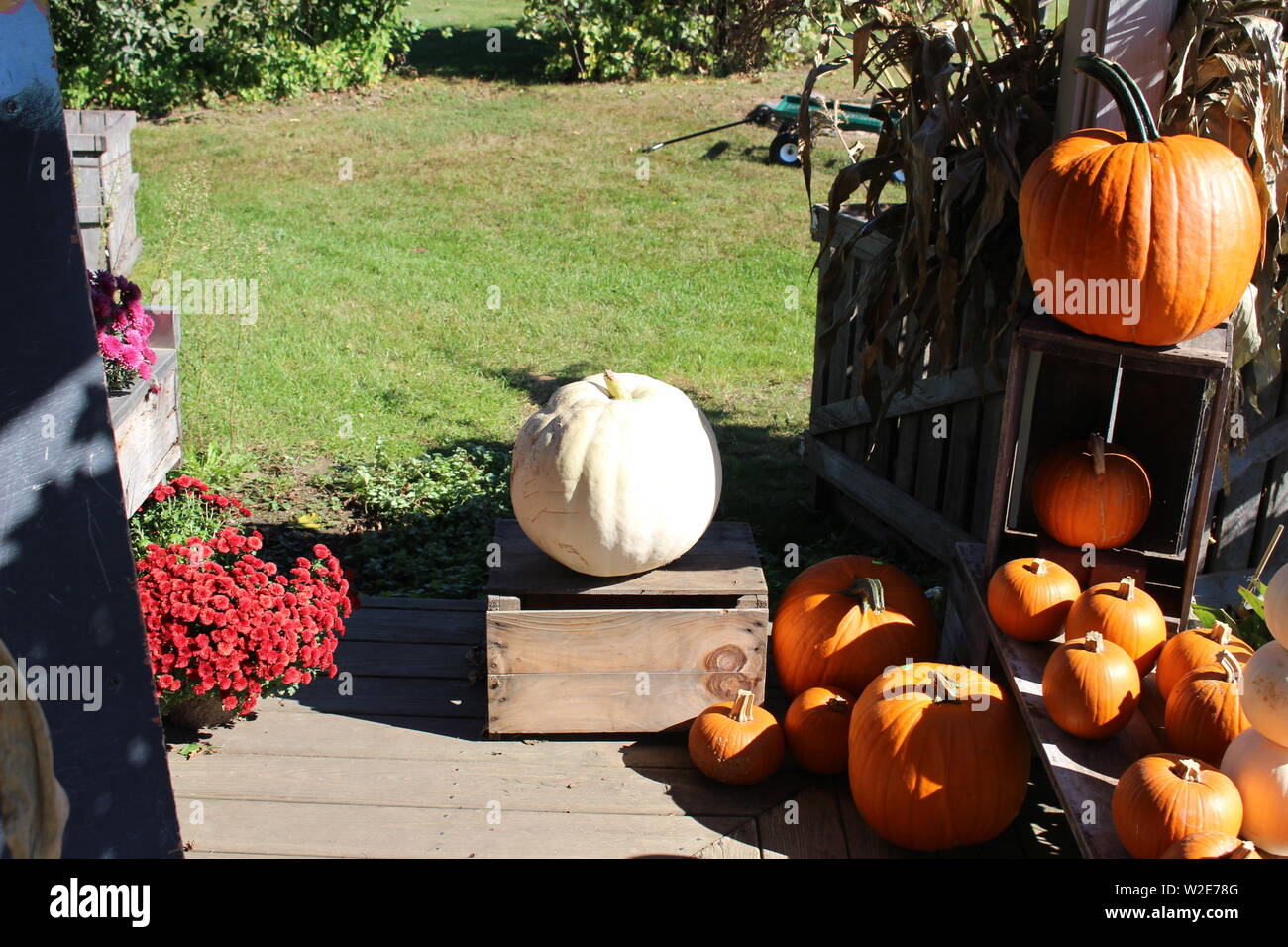 Pumpkins on display Stock Photo - Alamy