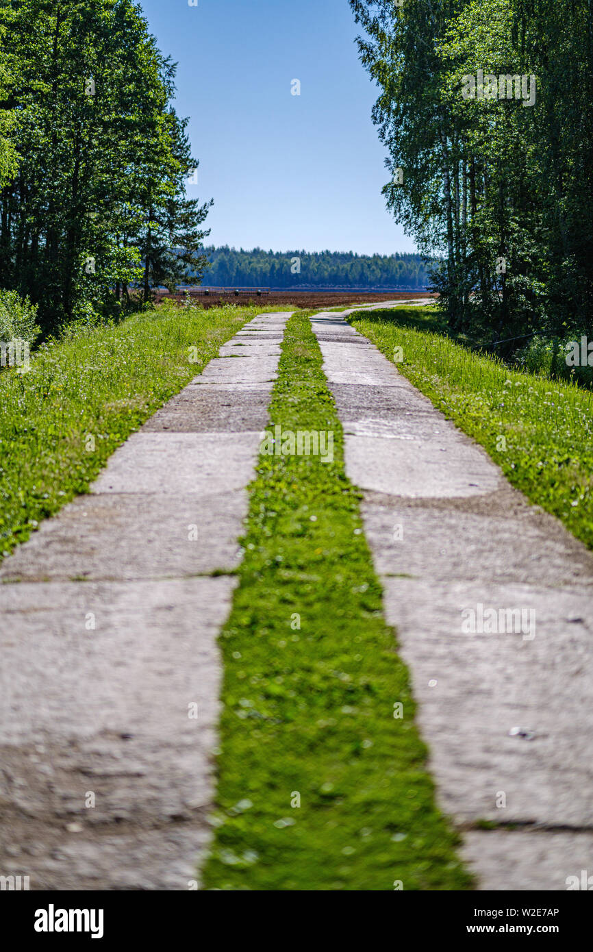 wooden plank footh path boardwalk in green foliage sourroundings in ...
