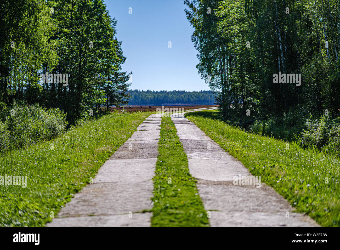 wooden plank footh path boardwalk in green foliage sourroundings in ...