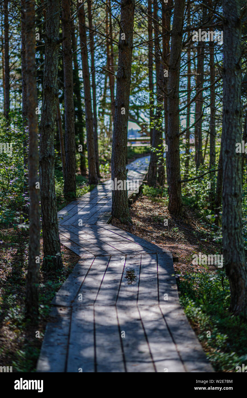 wooden plank footh path boardwalk in green foliage sourroundings in ...