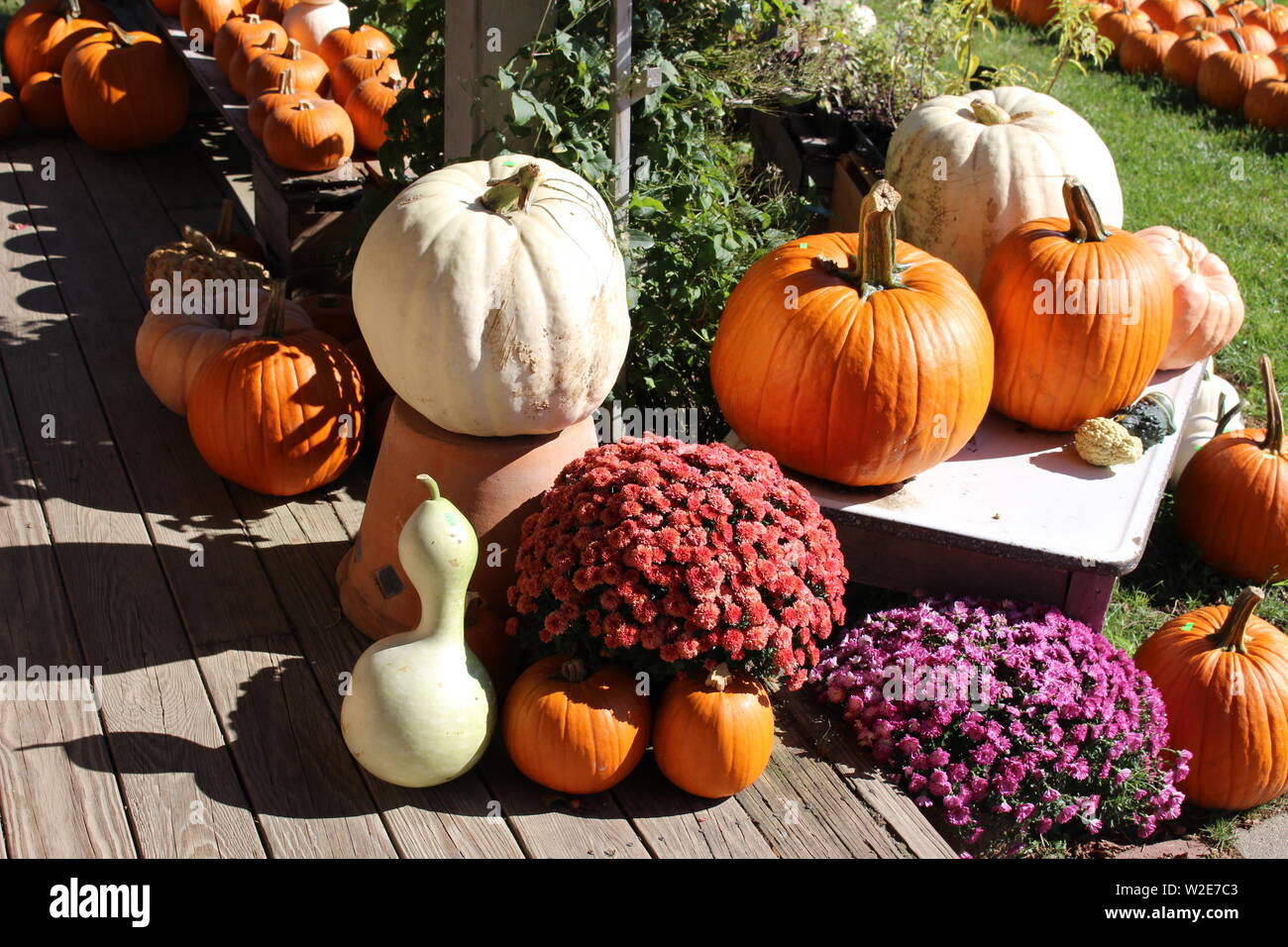 Fall Mums and Pumpkin Season Stock Photo - Alamy