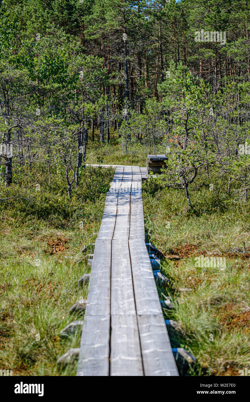 wooden plank footh path boardwalk in green foliage sourroundings in ...