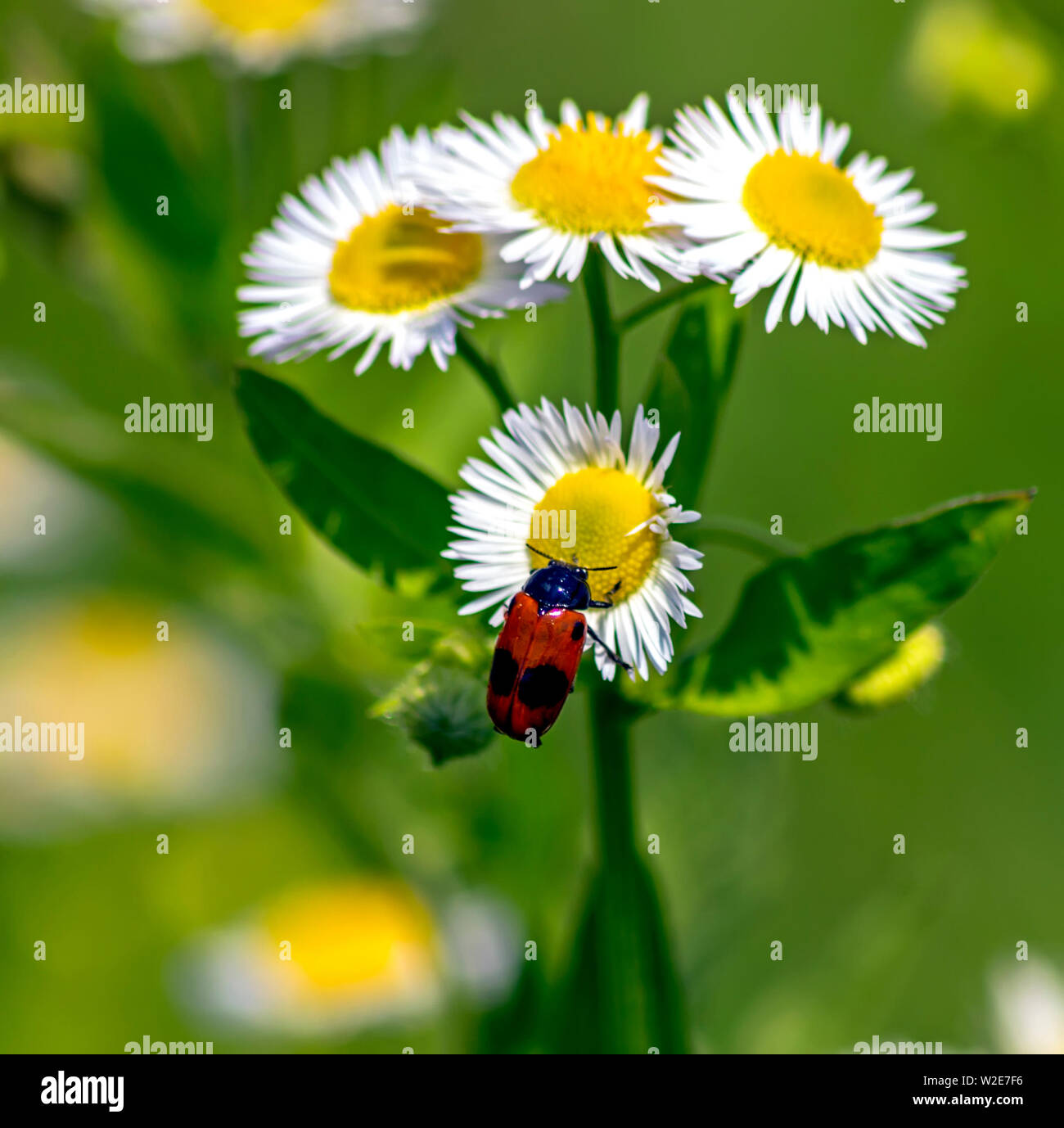 Russian chamomile hi-res stock photography and images - Alamy