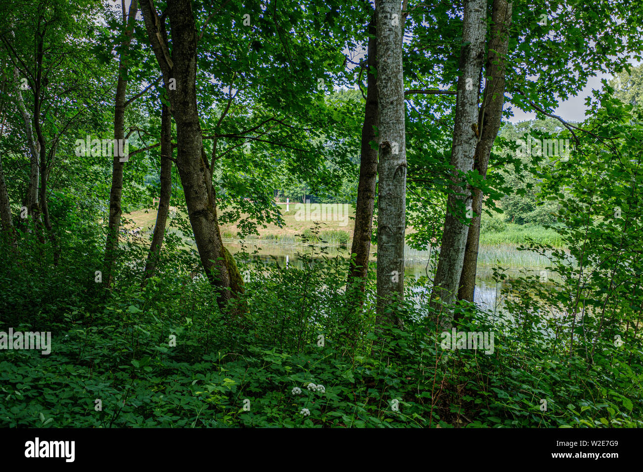 summer forest lush with green folaige vegetation, tree branches and ...
