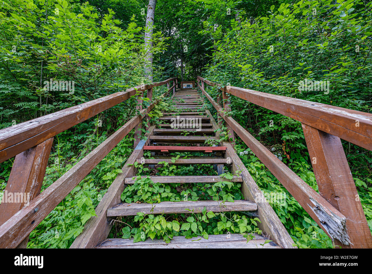 wooden plank footh path boardwalk in green foliage sourroundings in ...