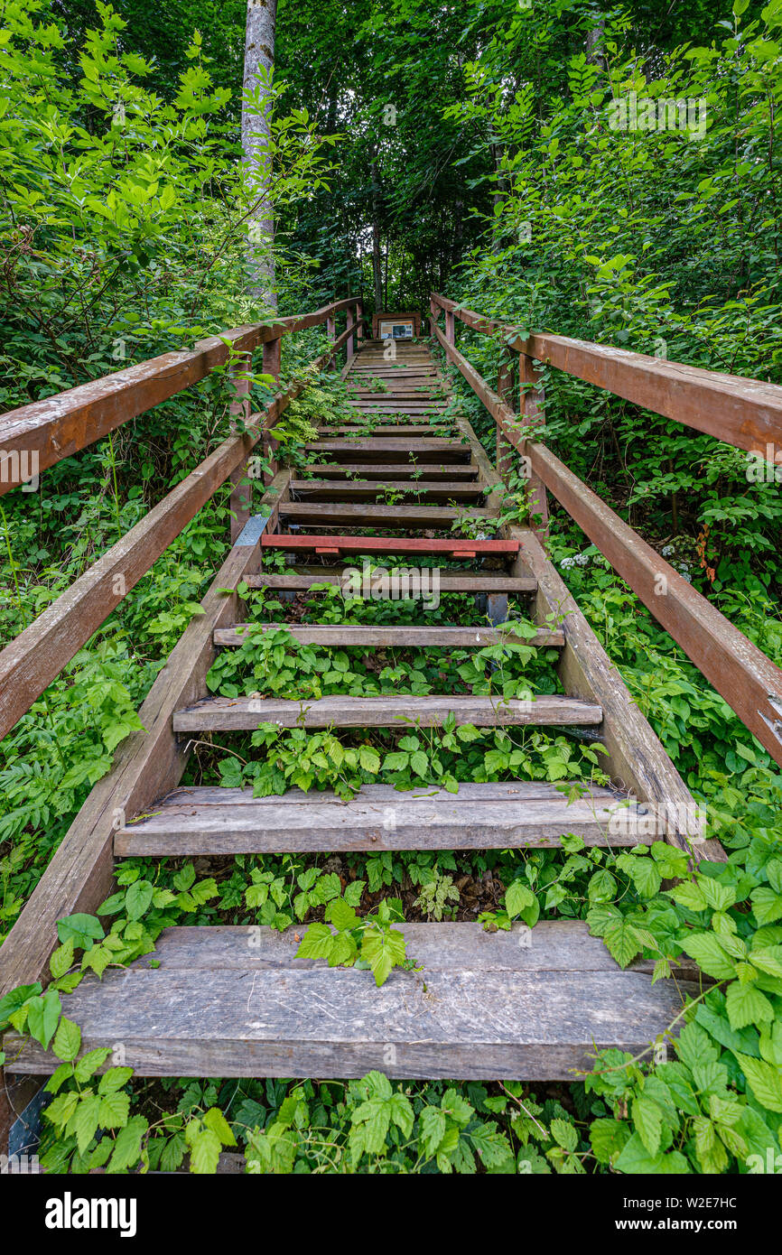 wooden plank footh path boardwalk in green foliage sourroundings in ...