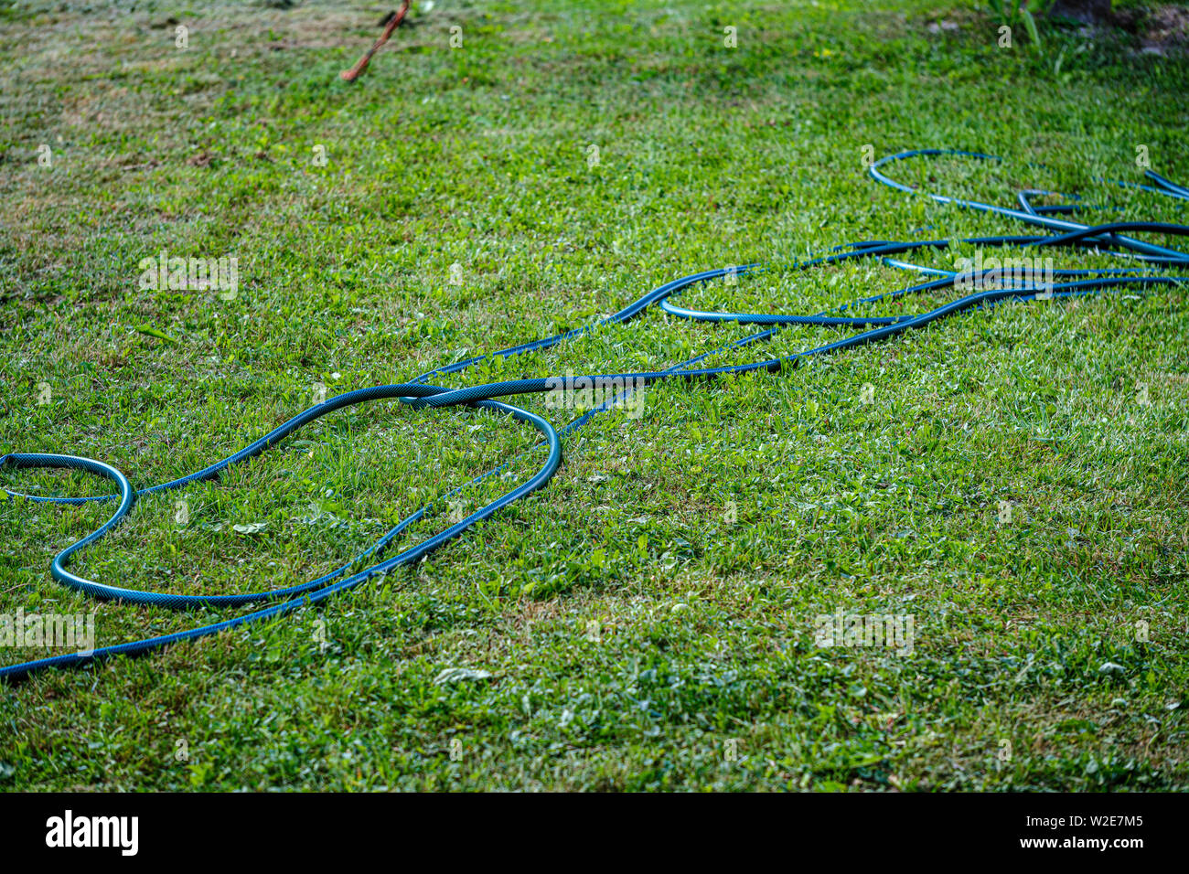 water pipe snake in the country house garden in hot summer for watering ...