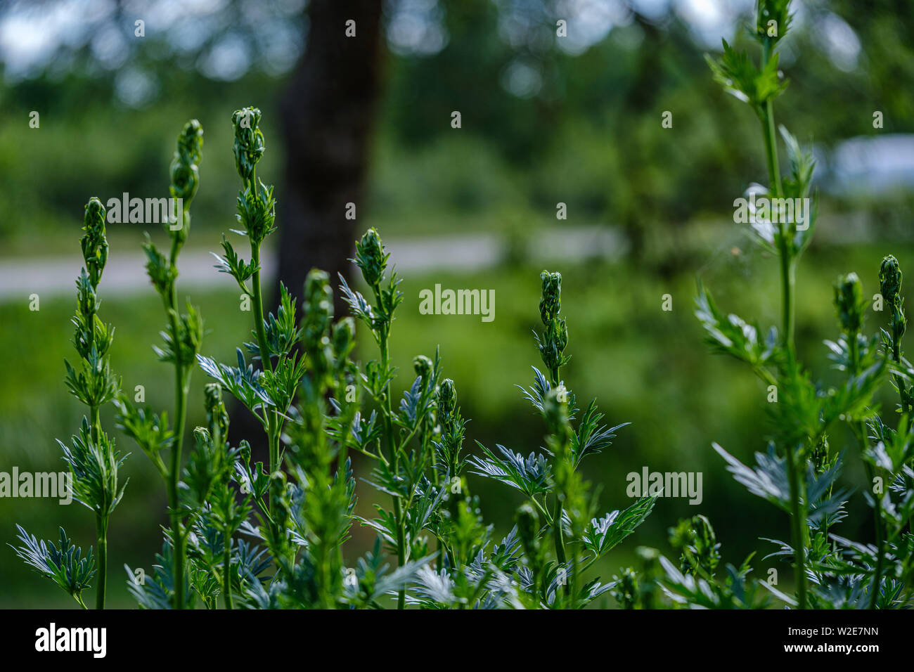 green foliage vegetation abstract texture from leaves and plants in ...