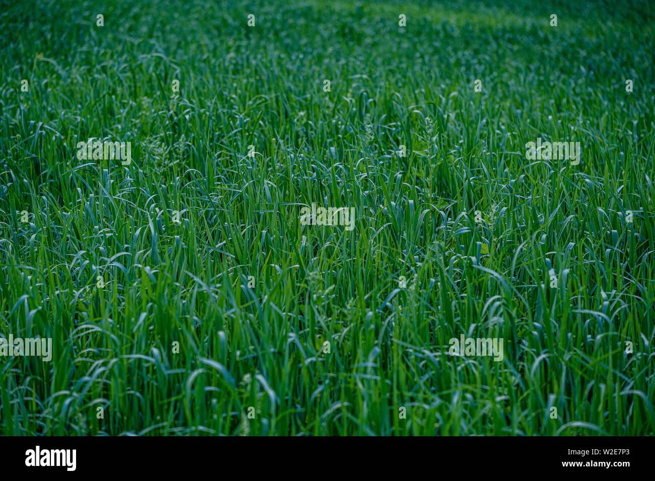 green foliage vegetation abstract texture from leaves and plants in ...