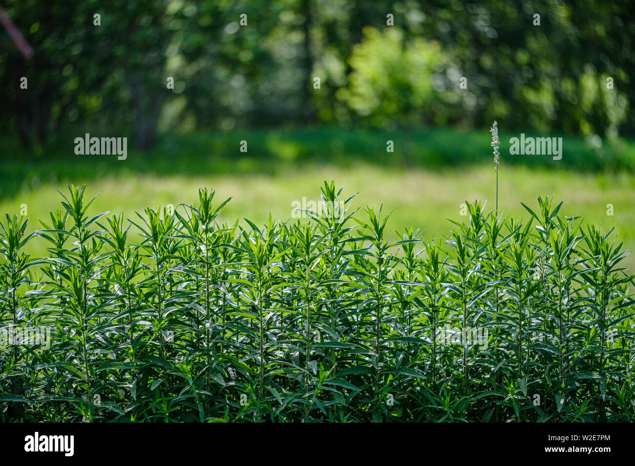 green foliage vegetation abstract texture from leaves and plants in ...