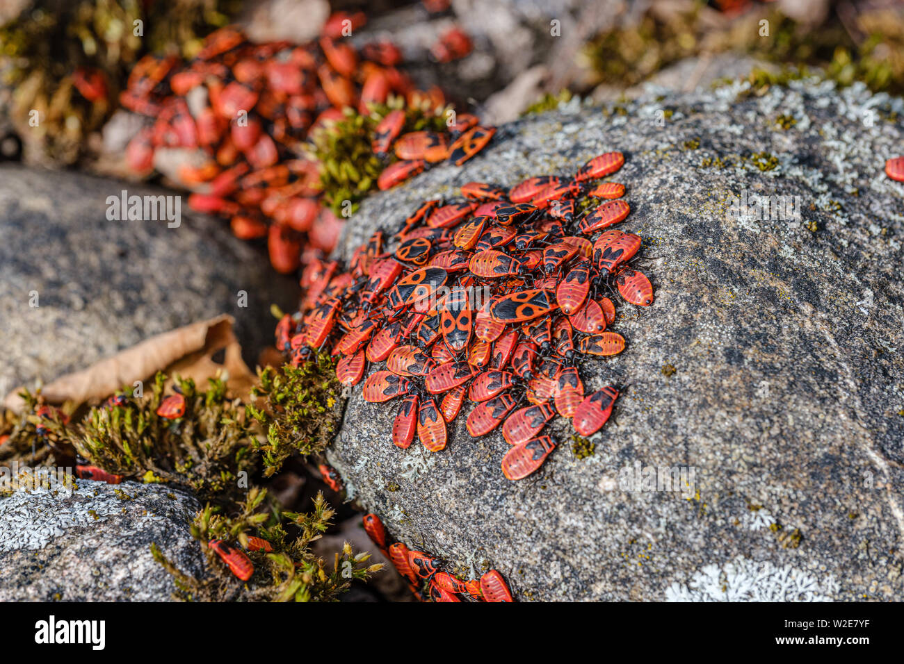 small red beatles nesting on the rocks in summer. insects. Pyrrhocoris ...