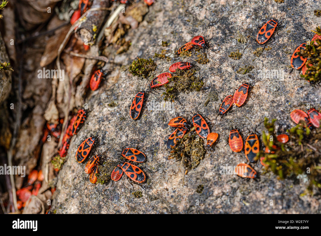 small red beatles nesting on the rocks in summer. insects. Pyrrhocoris ...