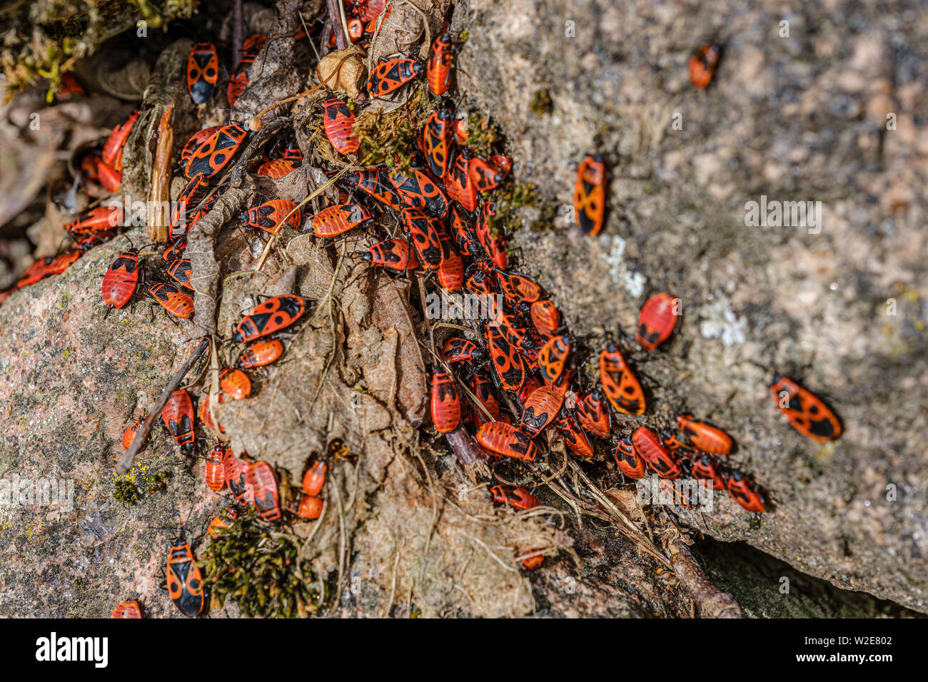 small red beatles nesting on the rocks in summer. insects. Pyrrhocoris ...