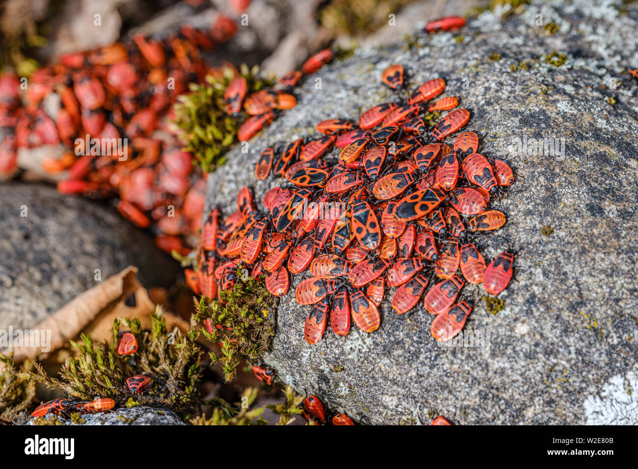 small red beatles nesting on the rocks in summer. insects. Pyrrhocoris ...