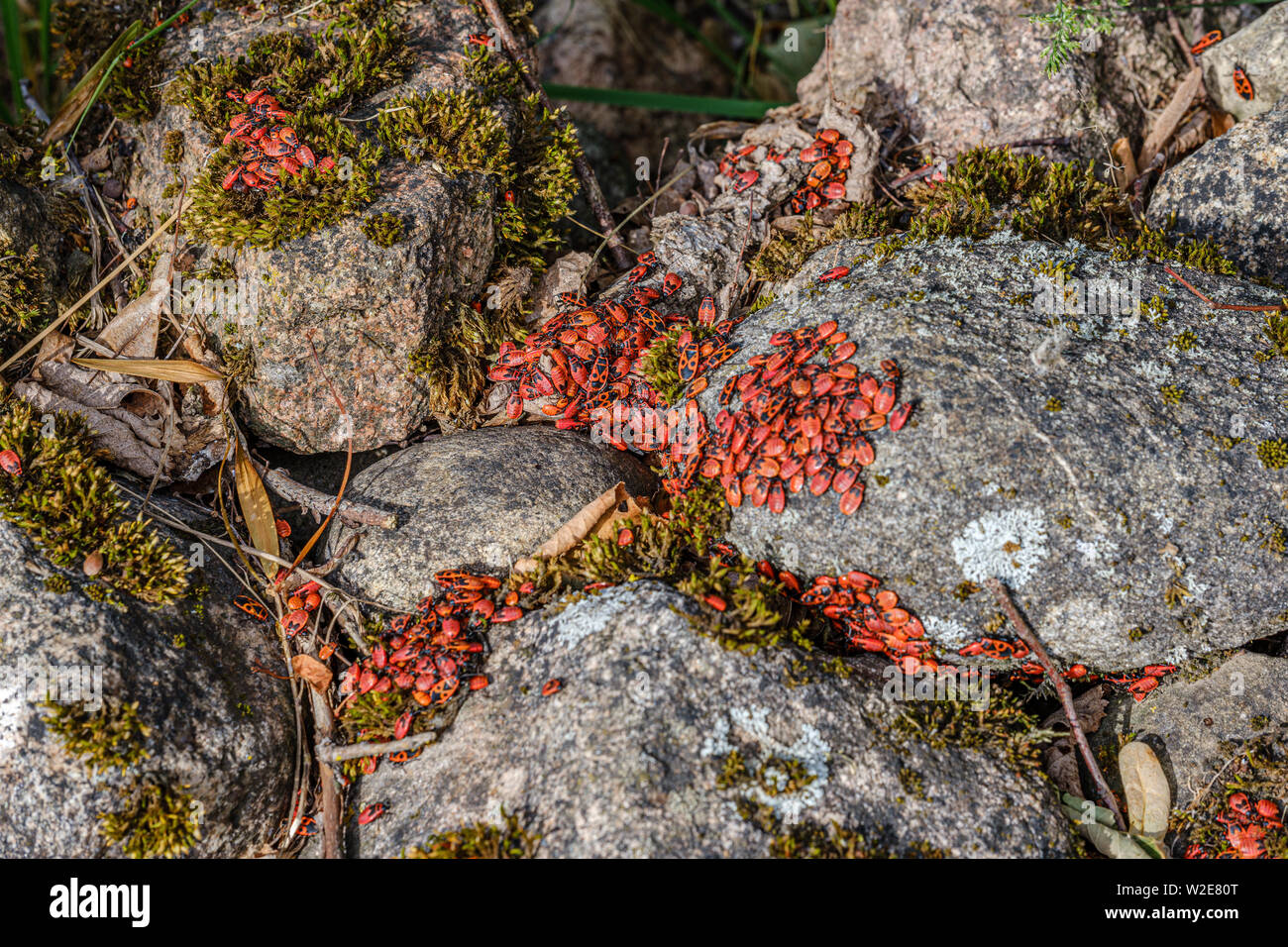 small red beatles nesting on the rocks in summer. insects. Pyrrhocoris ...