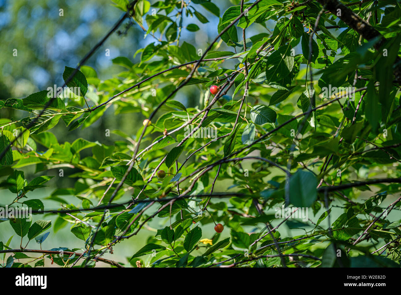 summer forest lush with green folaige vegetation, tree branches and ...