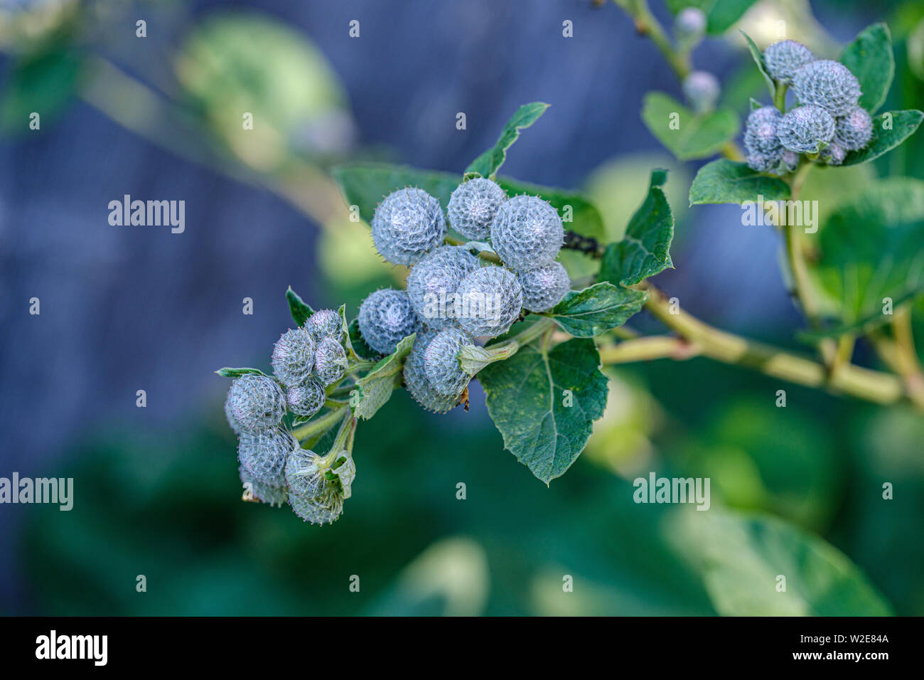 fresh burdock Arctium lappa in summer nature blooming with blur ...