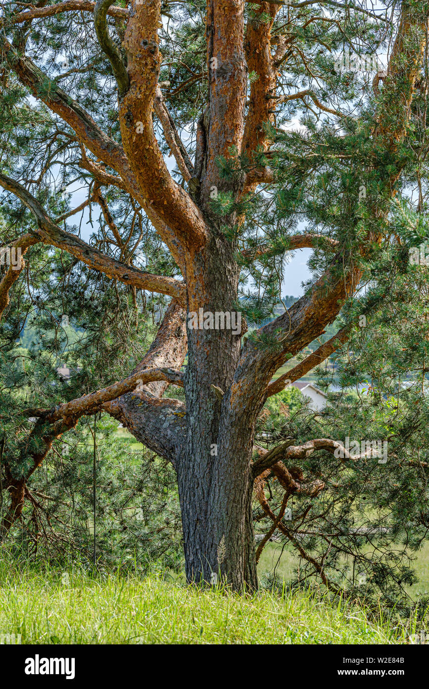 tree trunks on a dark green blur background in forest in summer ...
