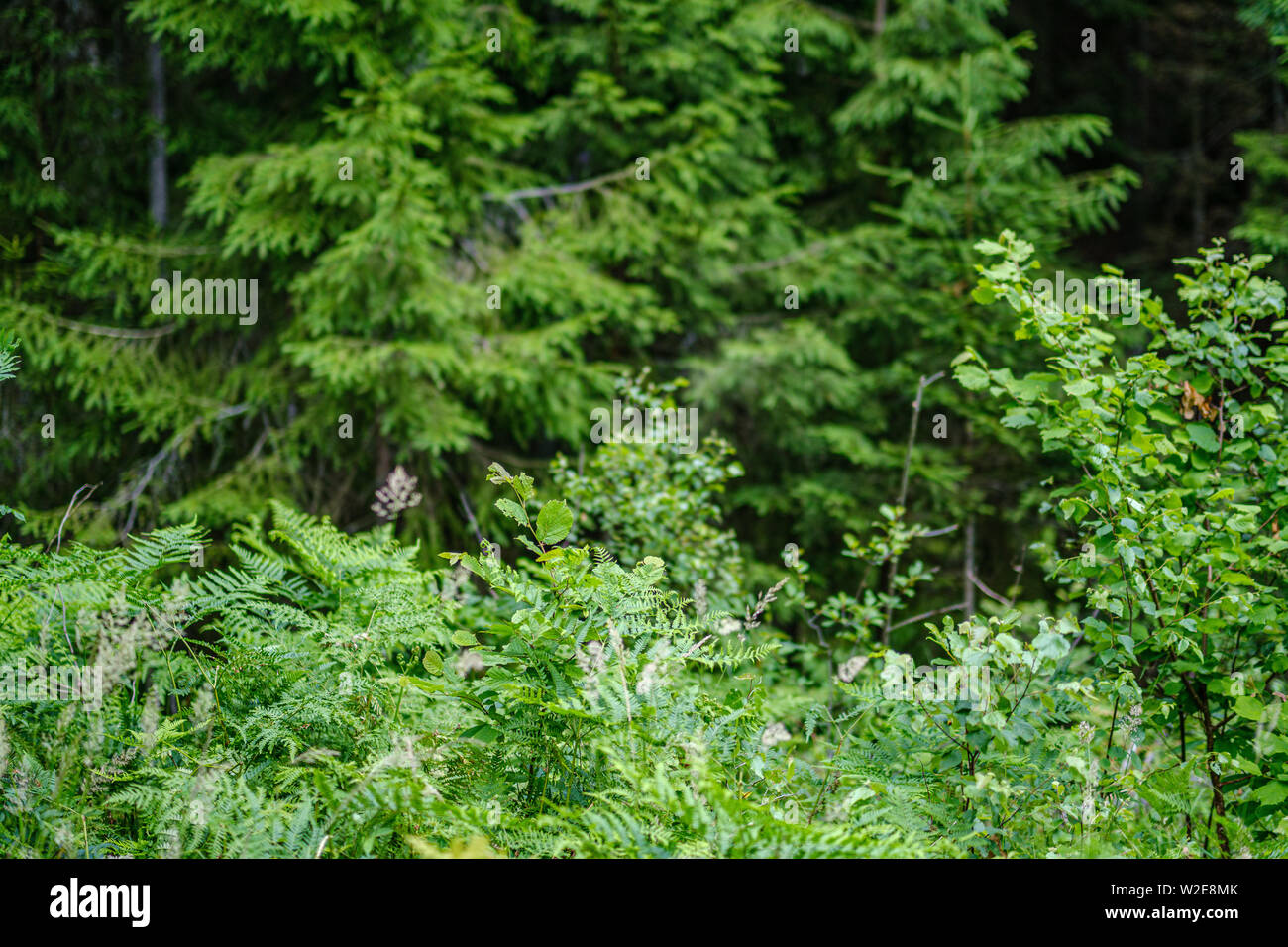summer forest lush with green folaige vegetation, tree branches and ...