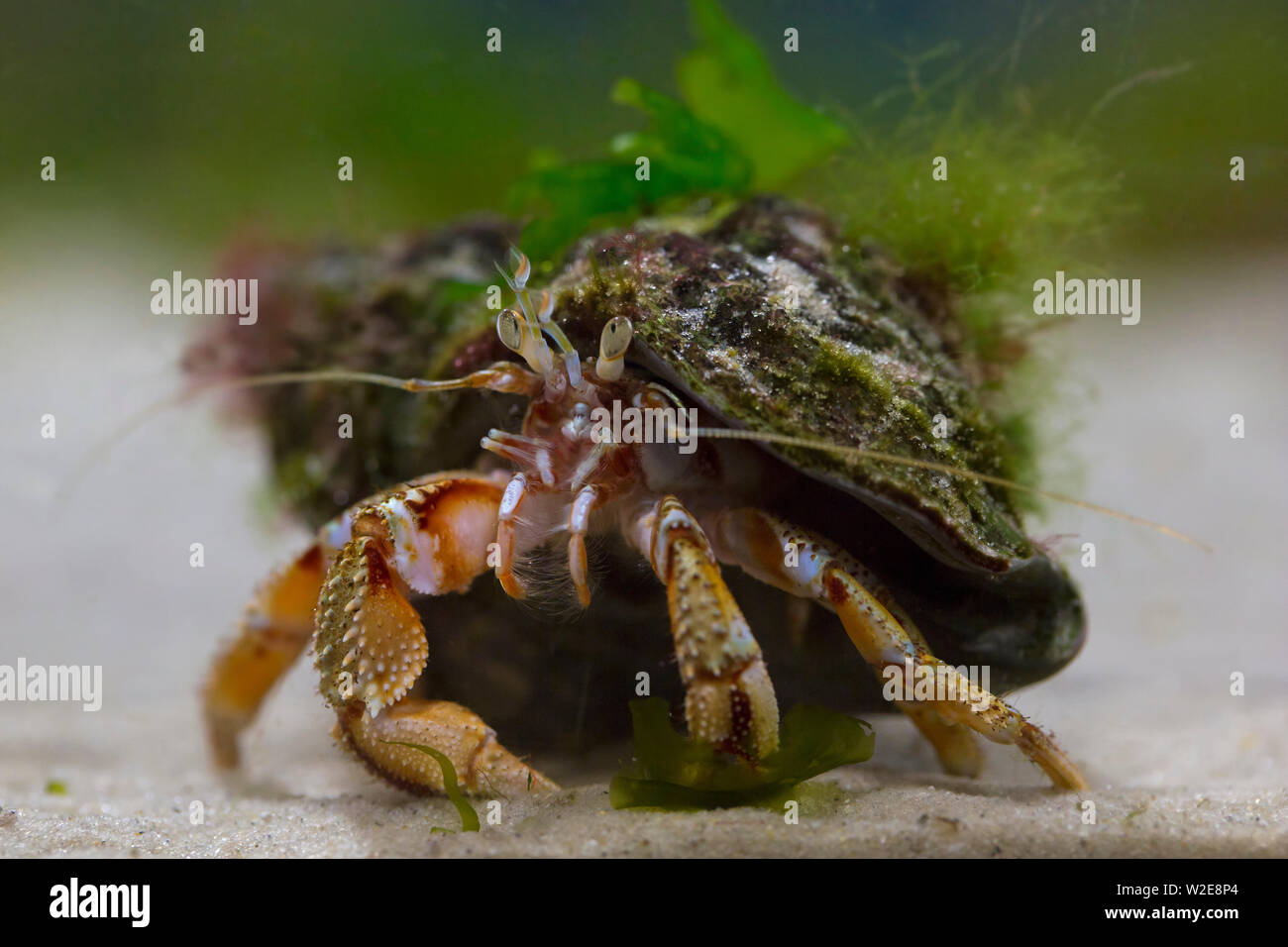 Common hermit crab / soldier crab (Pagurus bernhardus) foraging on the ...