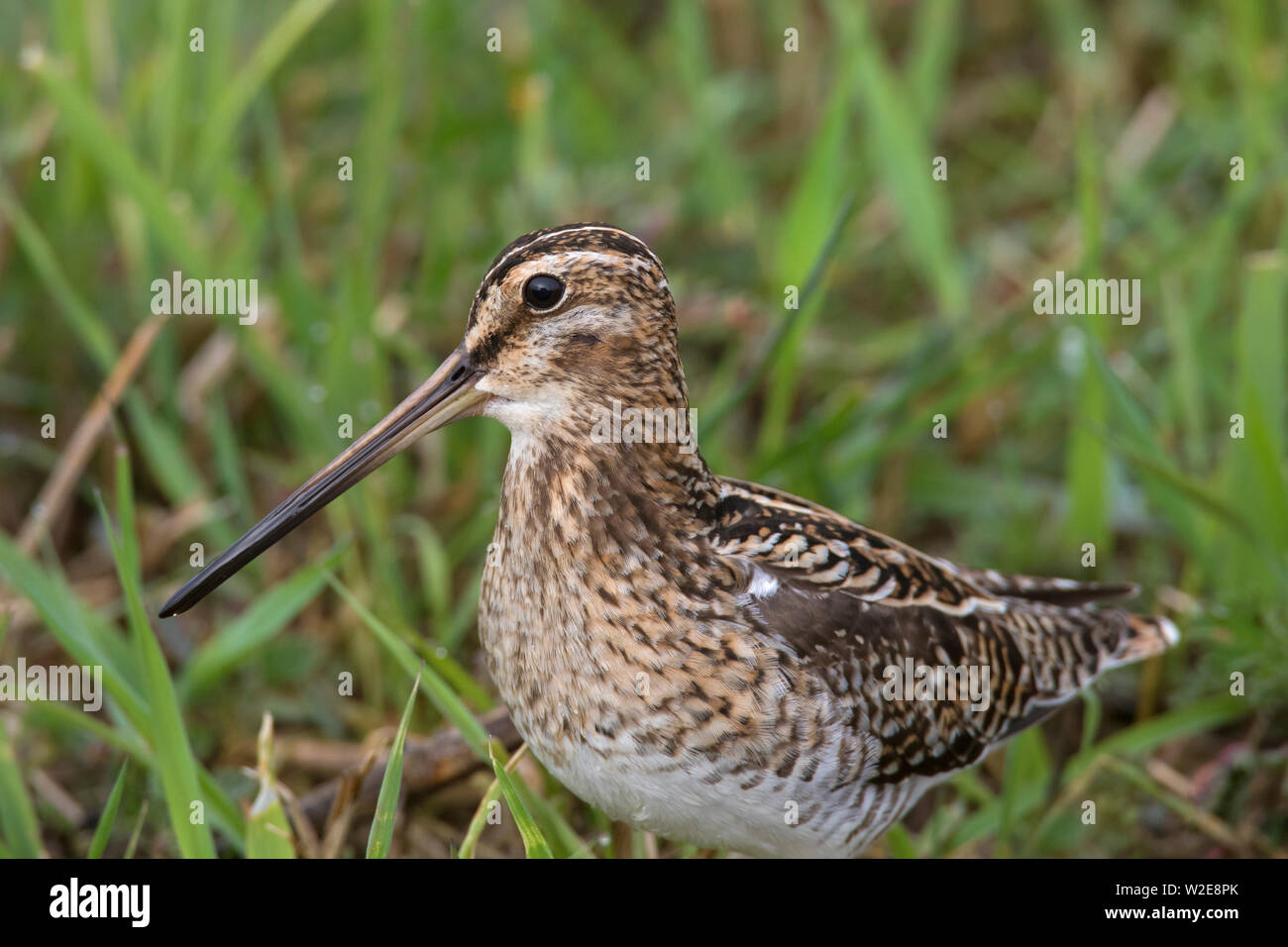 Common snipe (Gallinago gallinago) foraging in grassland Stock Photo ...