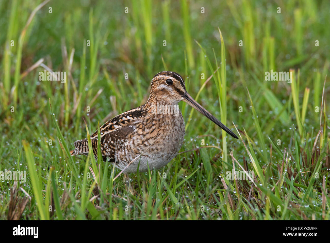 Common snipe (Gallinago gallinago) foraging in grassland Stock Photo ...