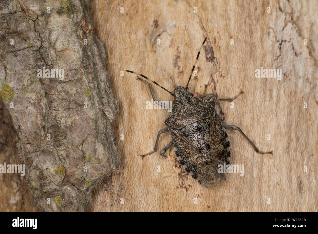 Graue Gartenwanze, Graue Feldwanze, Rhaphigaster nebulosa, Mottled ...