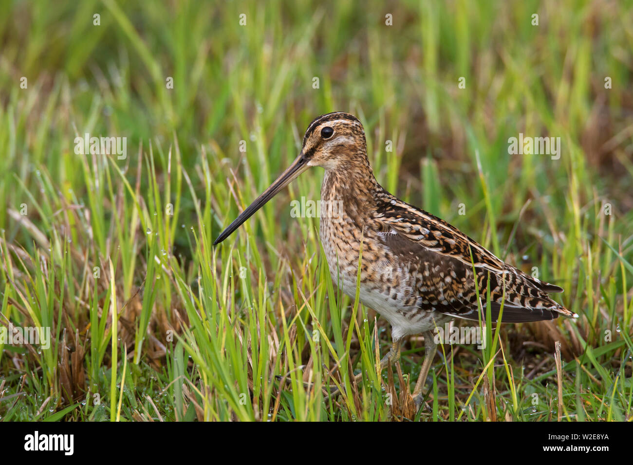 Common snipe (Gallinago gallinago) foraging in grassland Stock Photo ...