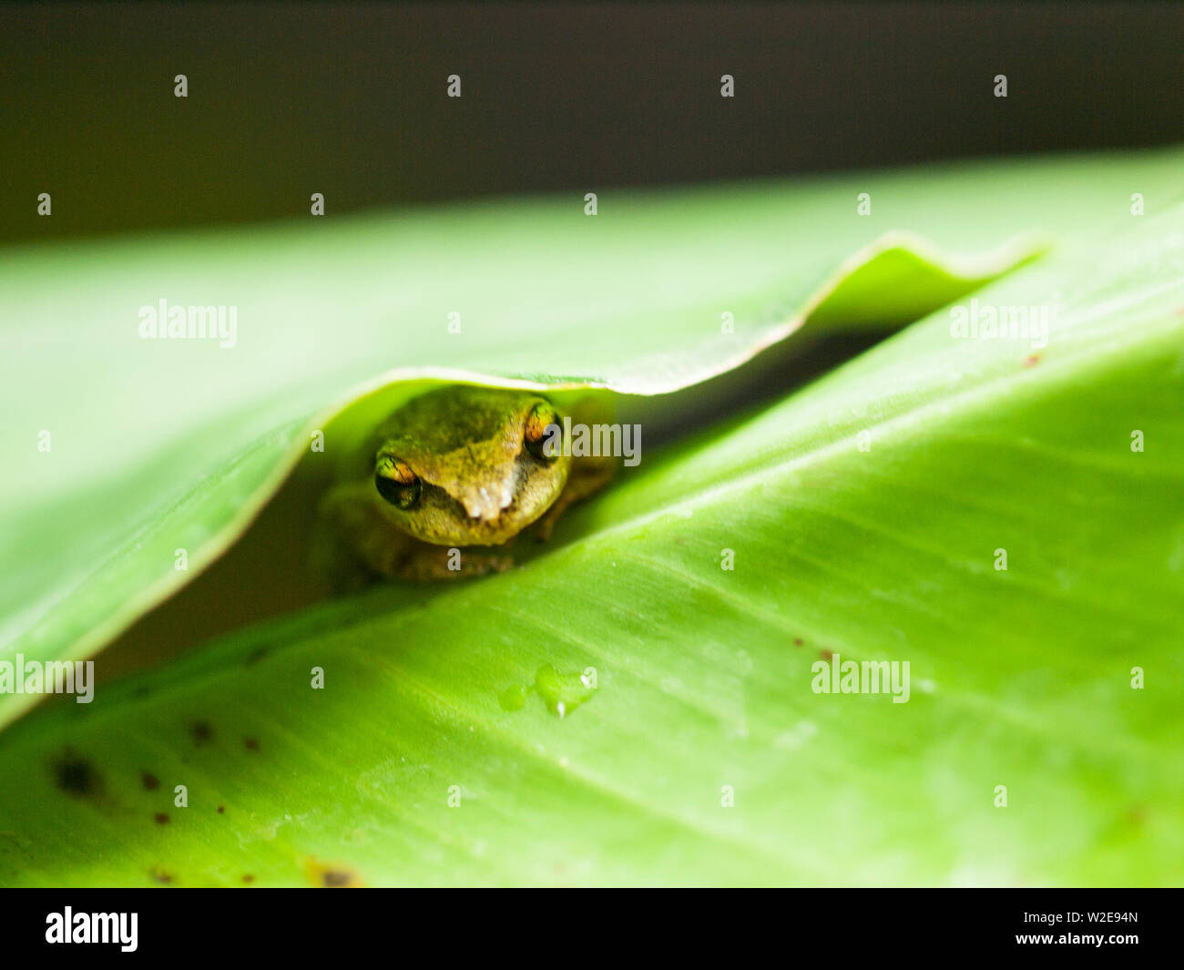 Detail of Common tree Frog hidden under leaf - Rhacophorus Leucomystax ...