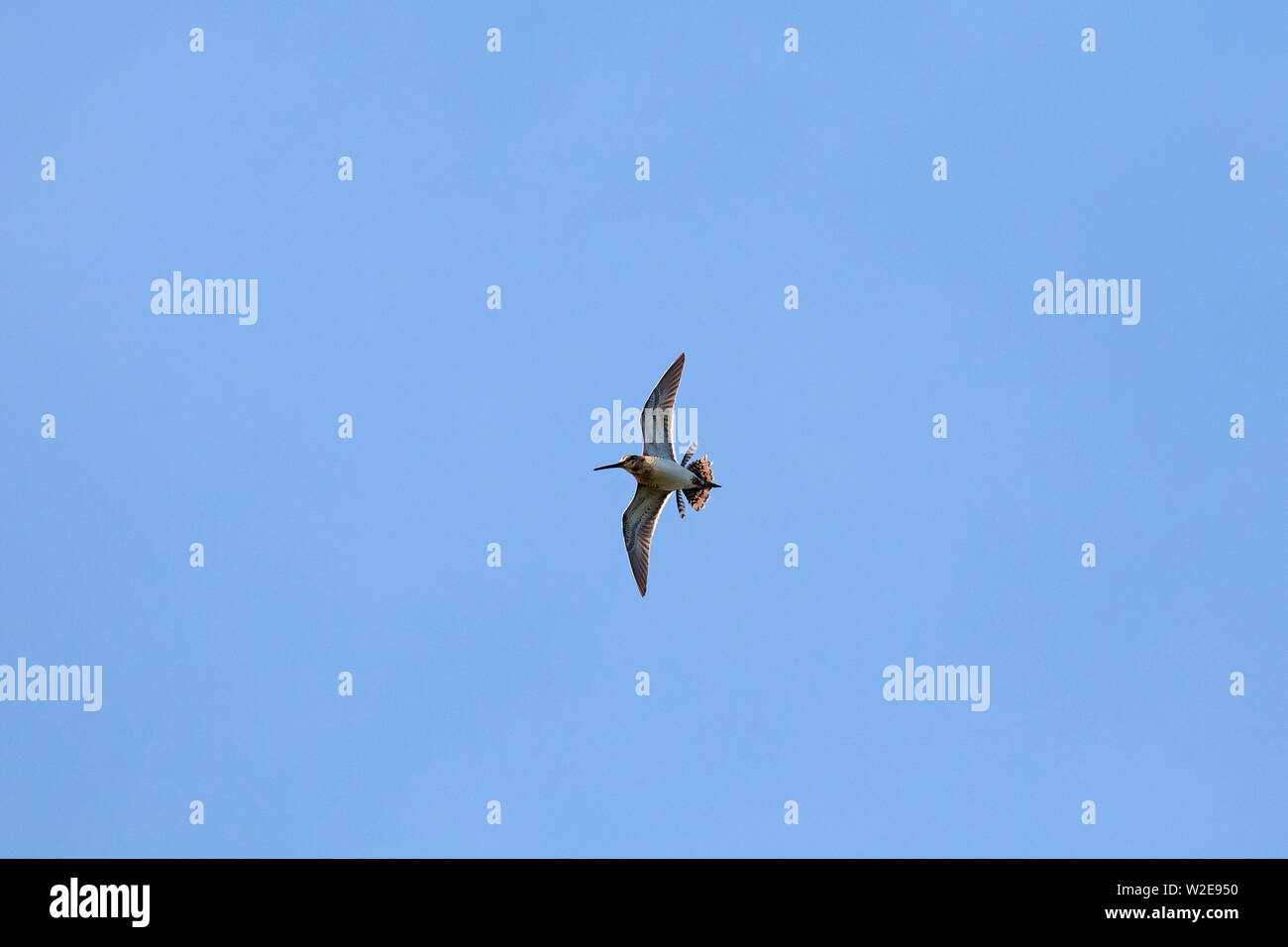 Snipe flying bird hi-res stock photography and images - Alamy